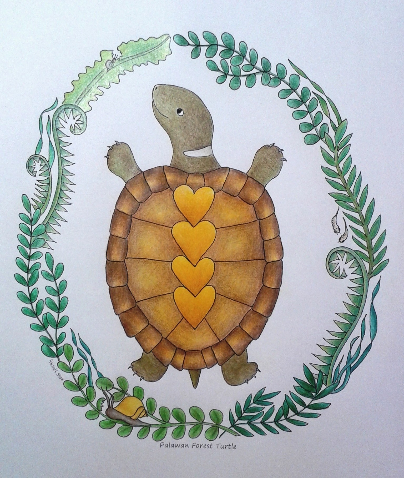 Palawan forest turtle | Rachel L Shaw