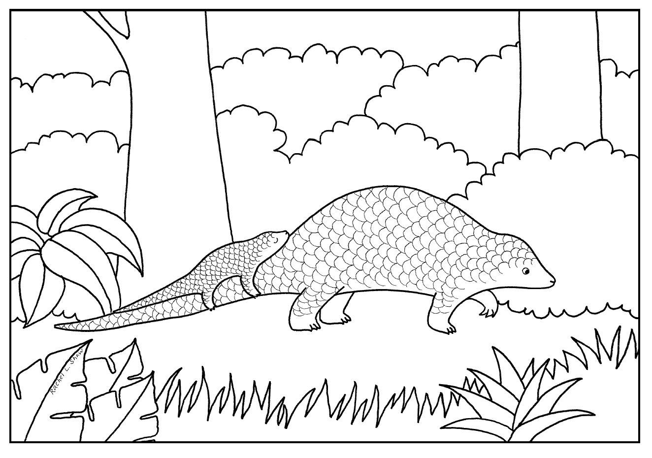 Pango-mom and pangopup colouring | Rachel L Shaw