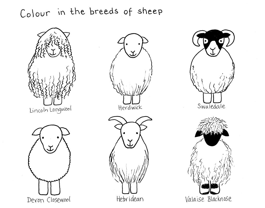 Sheep doodles and colouring | Rachel L Shaw